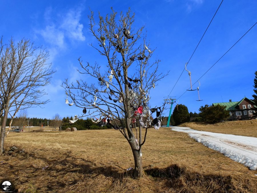 Colorful Fabric Fruit: The Bizarre Bra Tree [Malá Úpa, Czech Republic ...