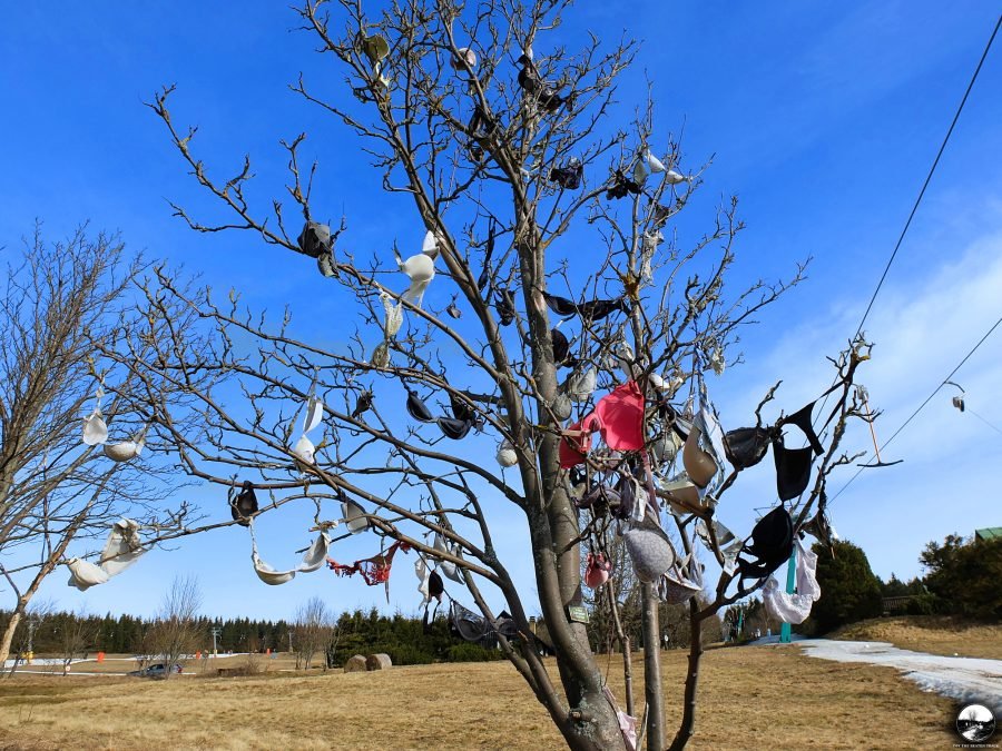 Colorful Fabric Fruit: The Bizarre Bra Tree [Malá Úpa, Czech Republic ...
