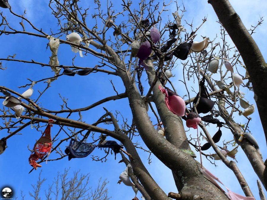 Colorful Fabric Fruit: The Bizarre Bra Tree [Malá Úpa, Czech Republic ...