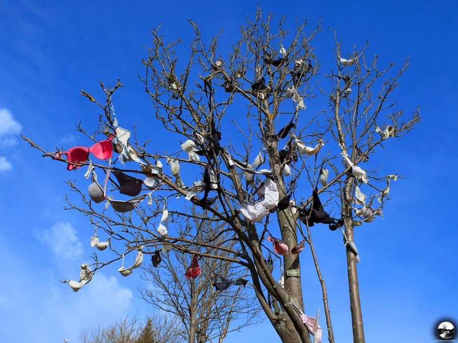 Colorful Fabric Fruit: The Bizarre Bra Tree [Malá Úpa, Czech Republic ...